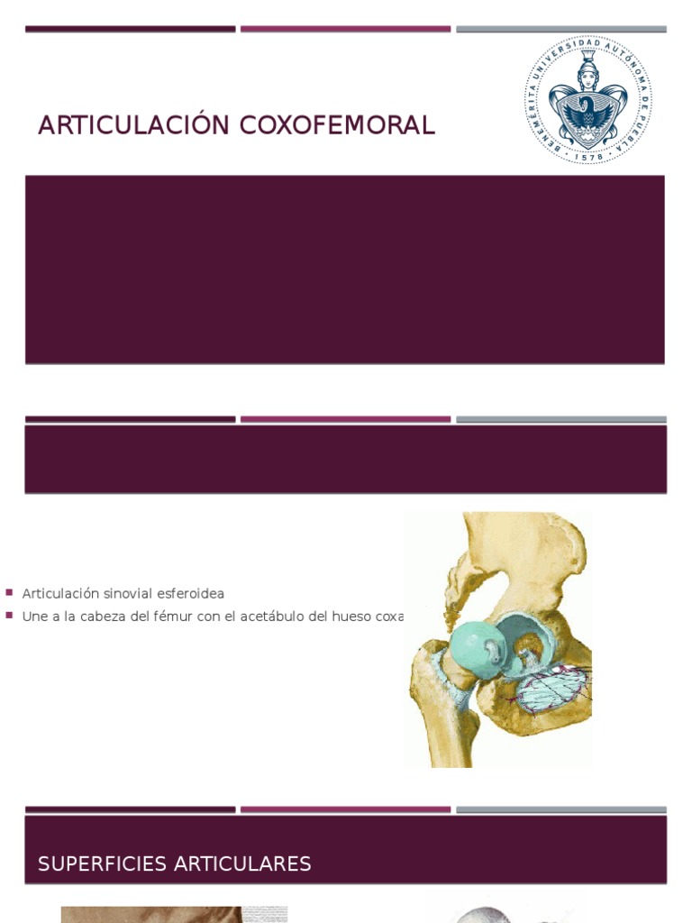 Articulación Coxofemoral | PDF | Articulación | Extremidades (anatomía)