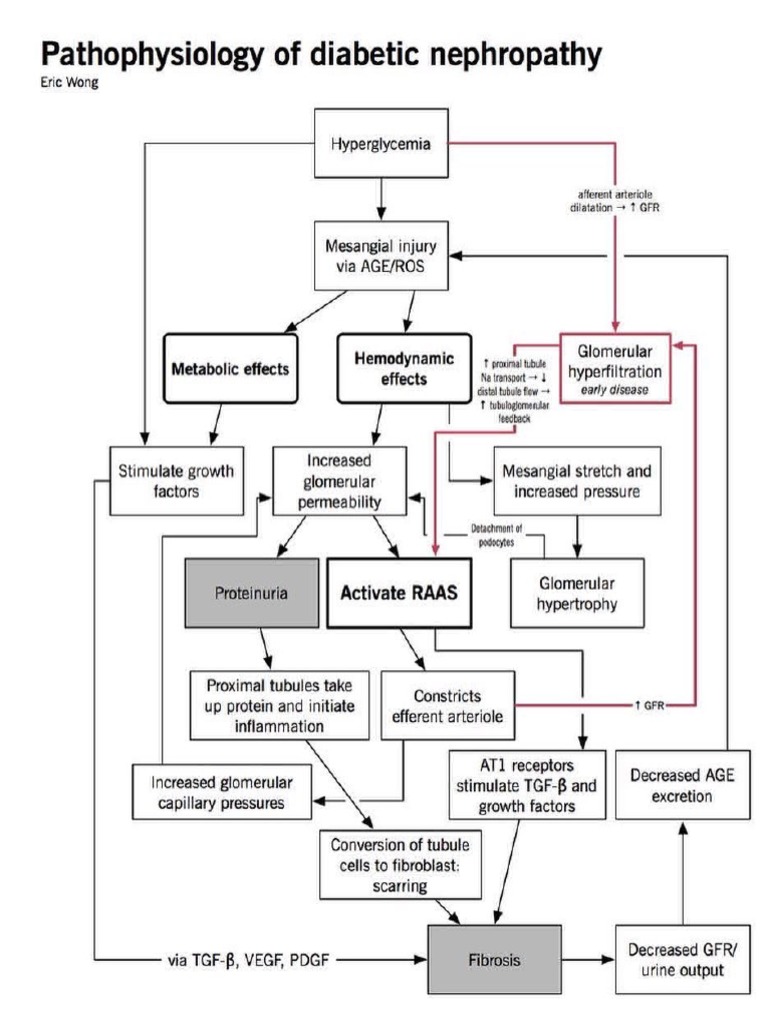 Pathophysiology of Diabetic Neuropathy PDF | PDF