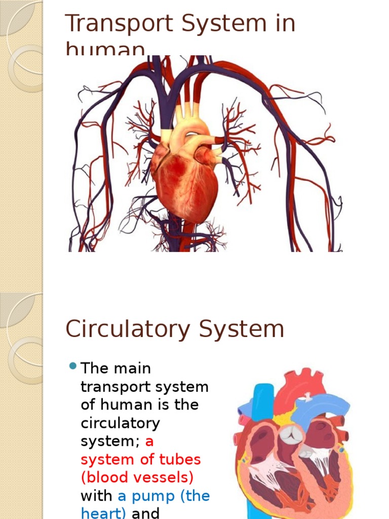 Transport System in Human | PDF | Heart | Circulatory System