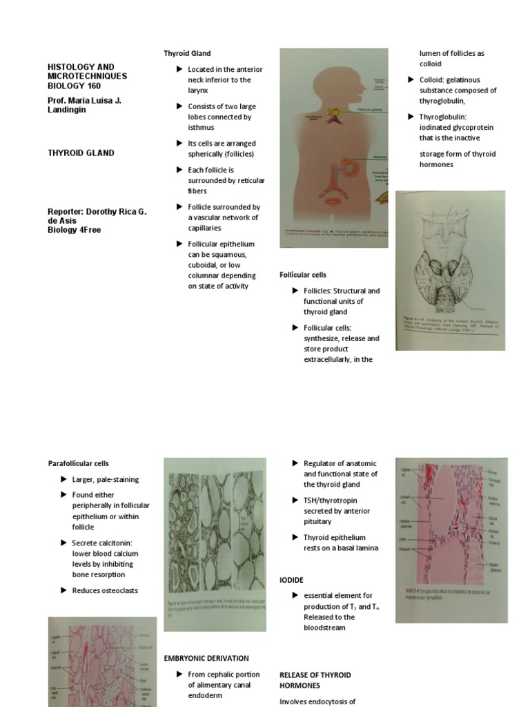 Histology and Microtechniques Biology 160 Prof. Maria Luisa J ...