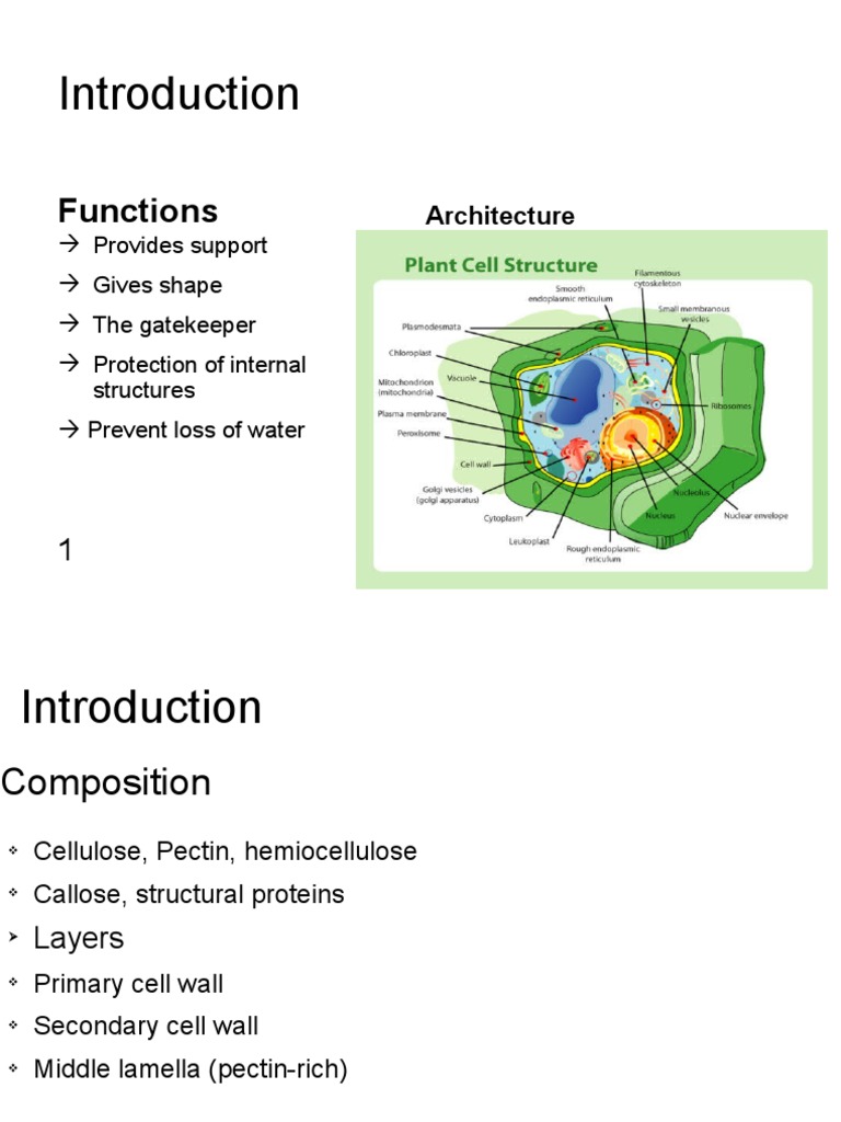 11 - Cell Wall | PDF | Cell Wall | Vesicle (Biology And Chemistry)