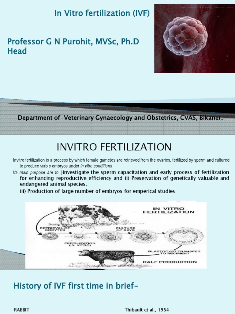 Techniques of in Vitro Fertilization in Domestic Animals | PDF | In ...