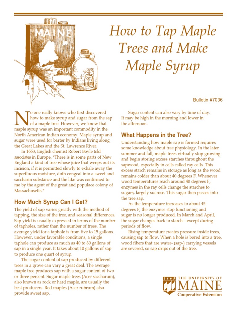 Maple Syrup Guide | PDF | Maple Syrup | Nature