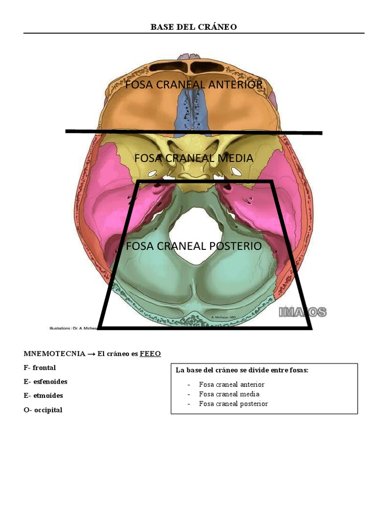 Base Del Cráneo | PDF