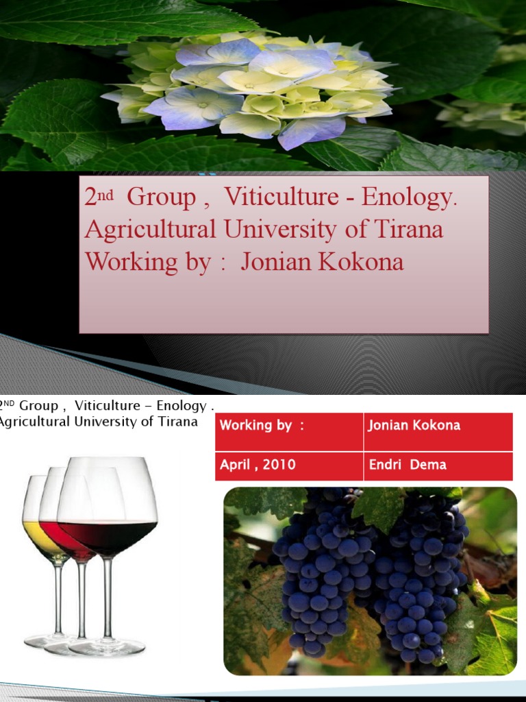 Wine Project For English 1) | PDF | Vitis | Wine
