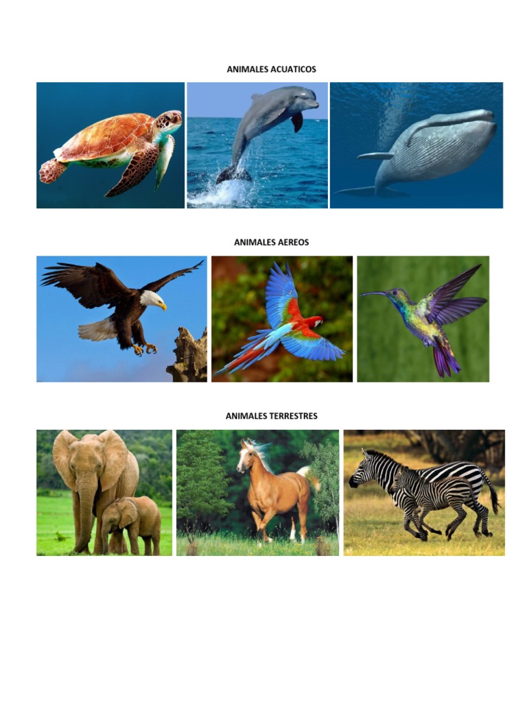 Animales Acuaticos-Aereos y Terrestres | PDF
