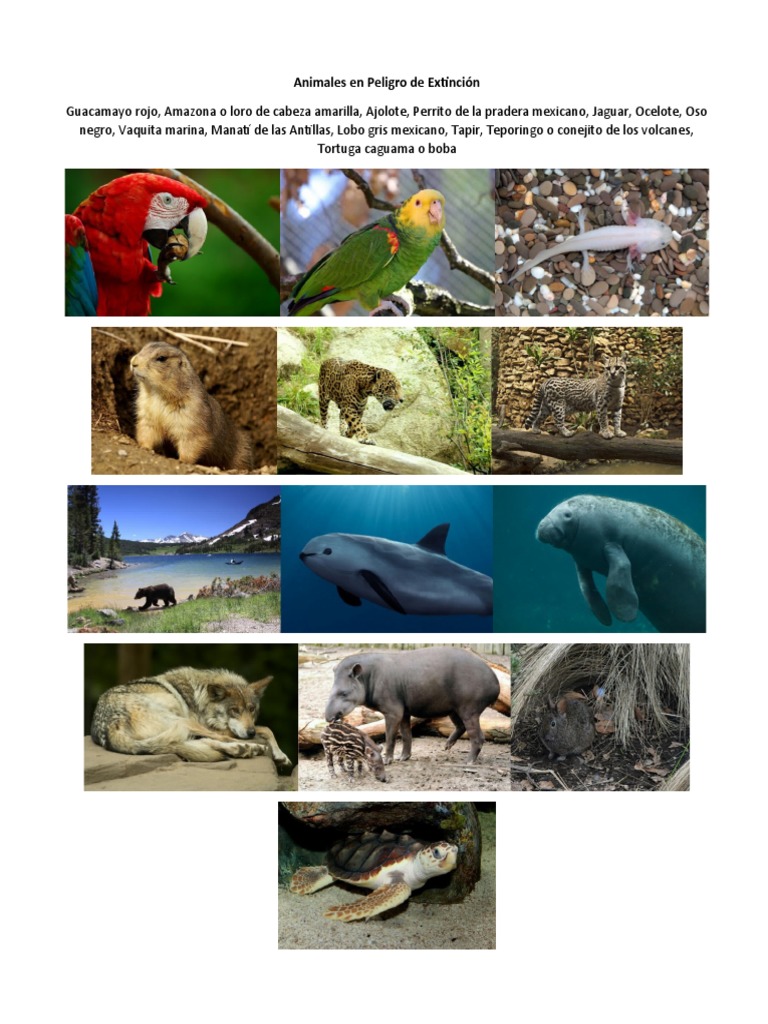 Animales en Peligro de Extinción y Animales Extintos de México | PDF