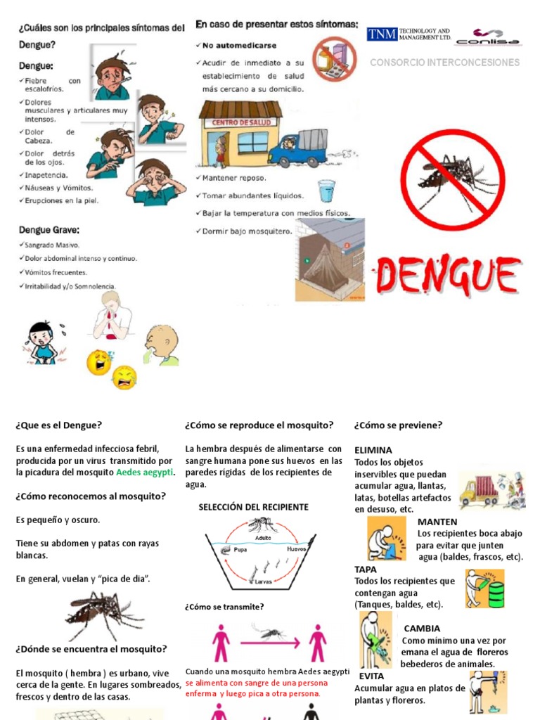 Folleto Prevención Del Dengue PDF | PDF | Aedes aegypti | Organismos
