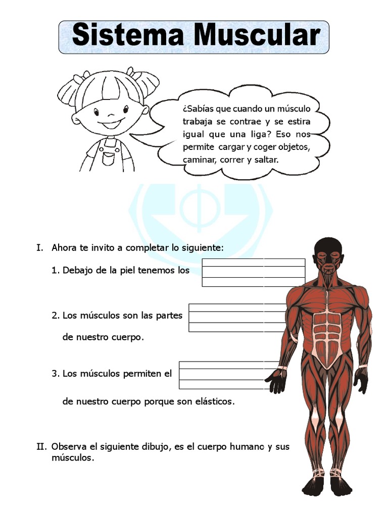 Dibujo del Sistema Muscular para Niños | PDF | Historia