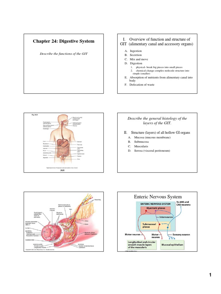 Chapter 24: Digestive System: Describe The Functions of The GIT | PDF ...