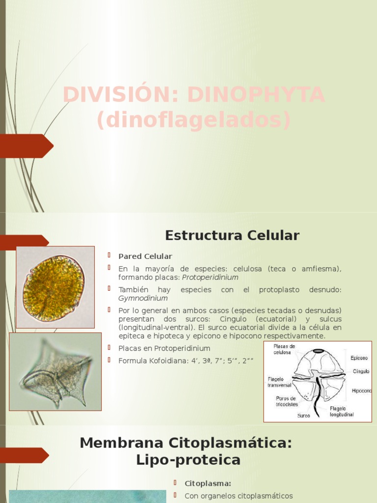 División Dinophyta | PDF | Algas | Biología