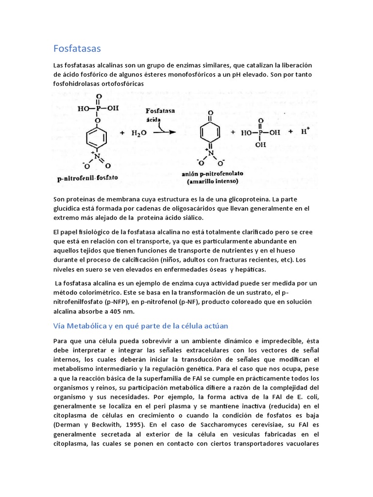 Fosfatasas | PDF | Transaminasa | Bioquímica