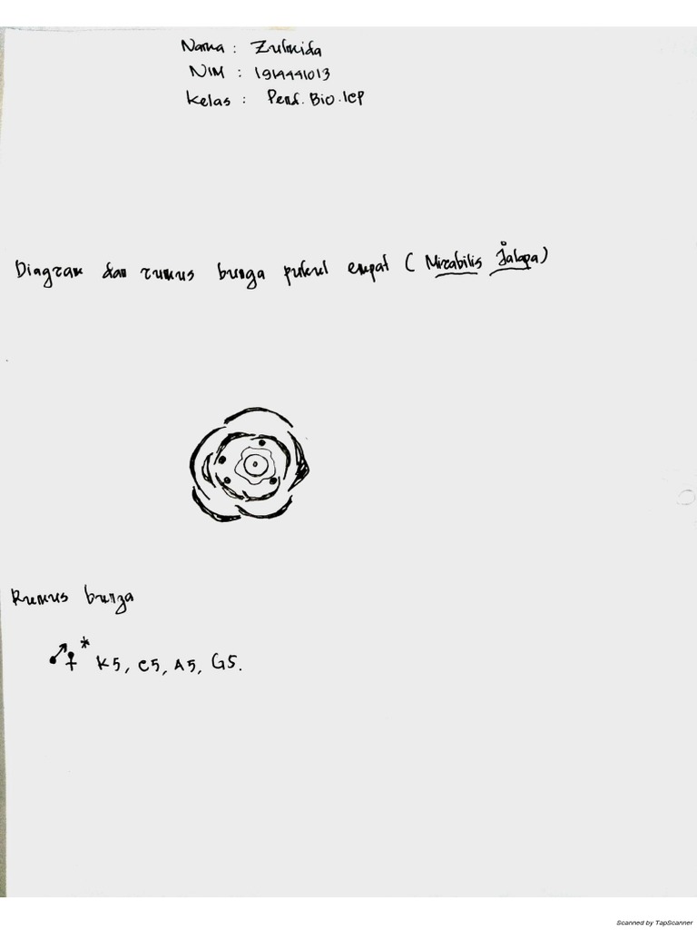 TapScanner Document Scan Overview | PDF