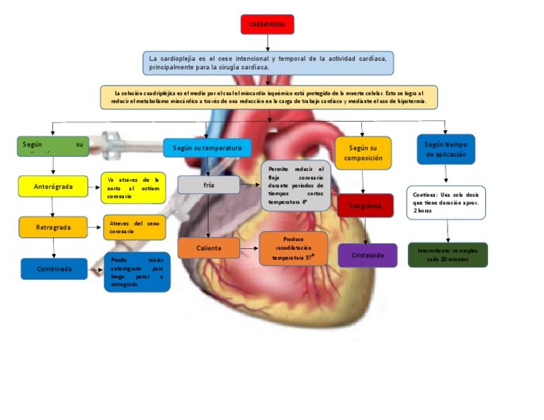 Mapa Cardioplejia | PDF | Fisiología | Sistema cardiovascular