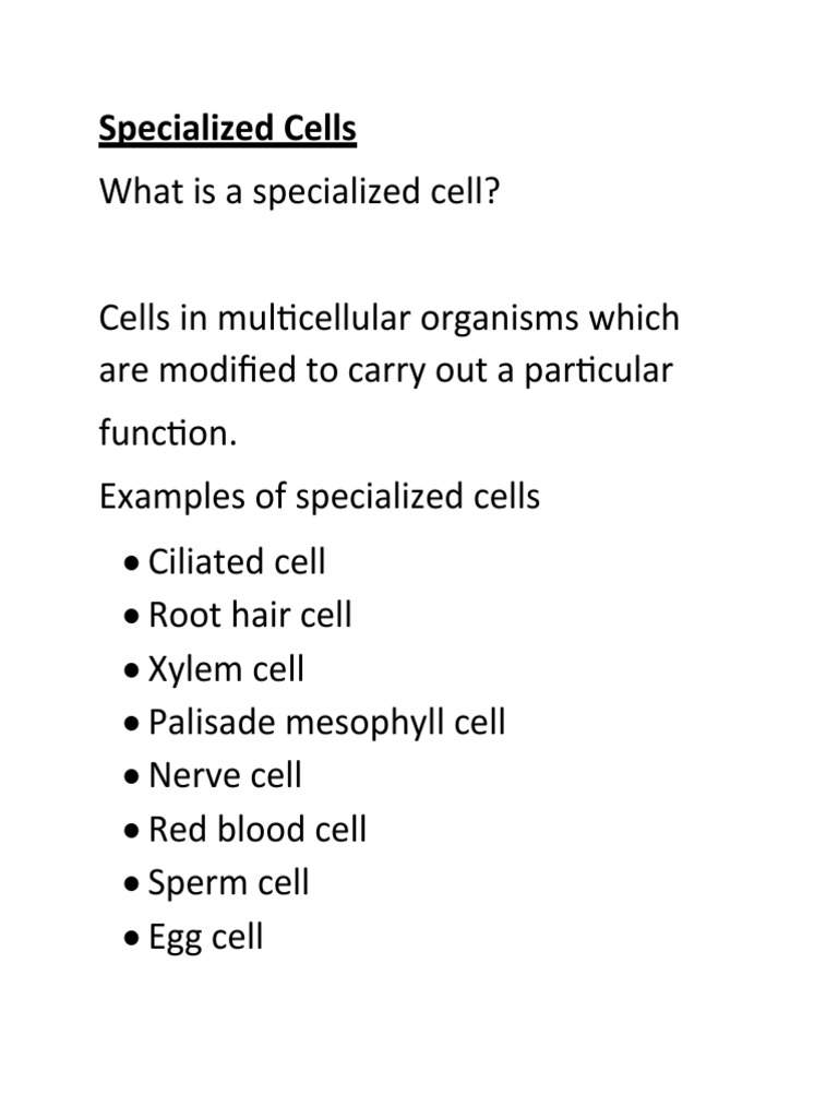 Specialized Cells | PDF
