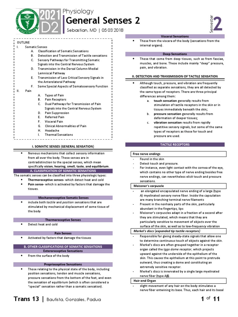 Phys 2S13 General Senses 2 | PDF | Somatosensory System | Cerebral Cortex