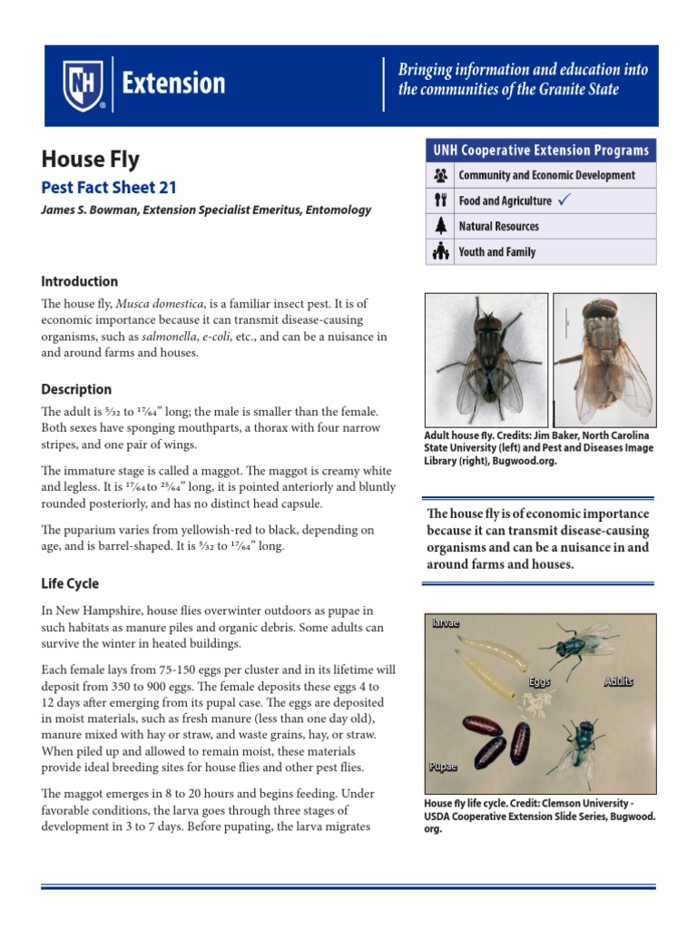 House Fly: Pest Fact Sheet 21 | PDF | Fly | Pupa