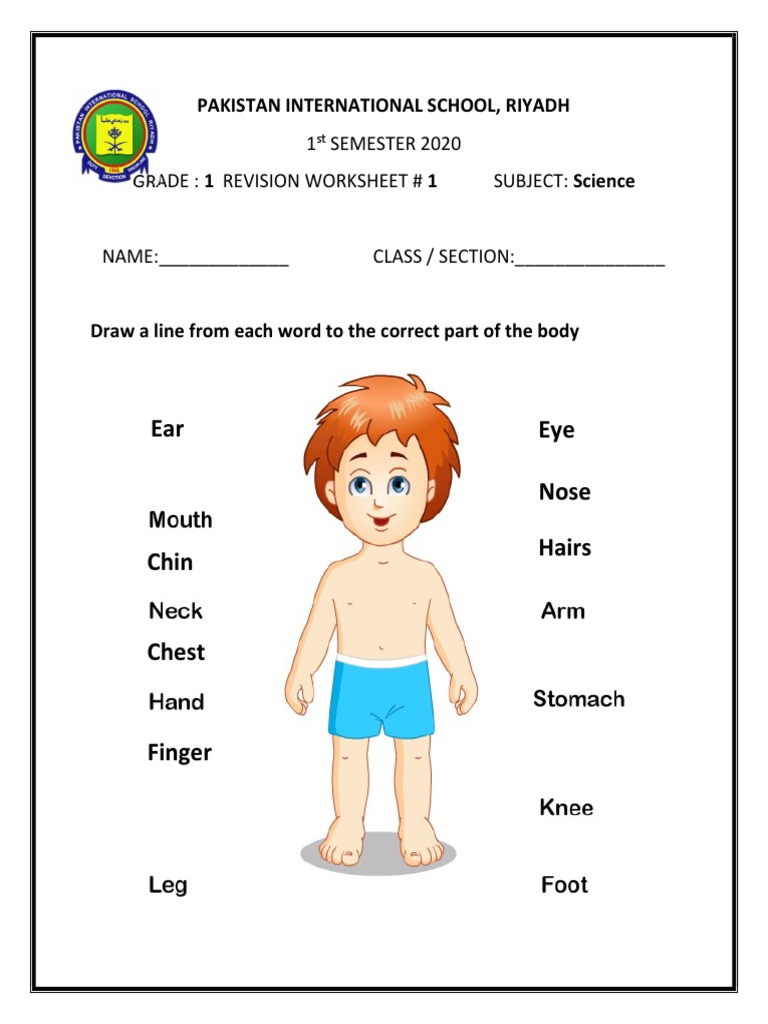 Grade 1 Science Revision Worksheets | PDF