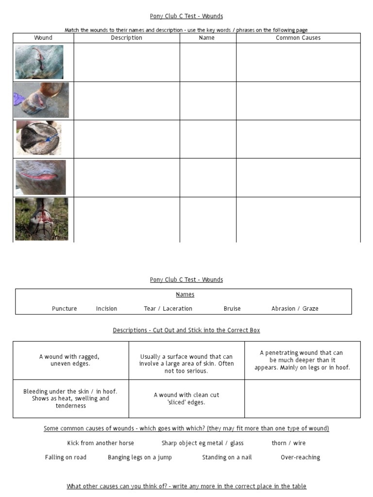 Pony Club C Test - Wounds | PDF