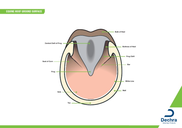 Equine Hoof Ground Surface: Bulb of Heel | PDF