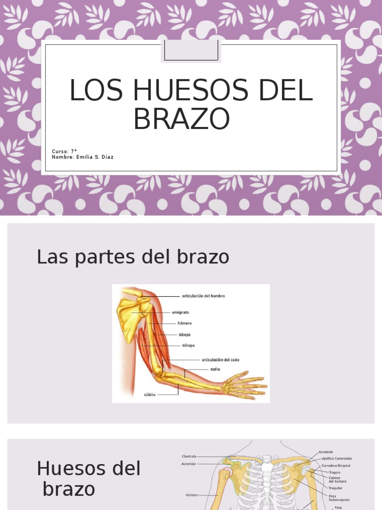 Los Huesos Del Brazo | PDF