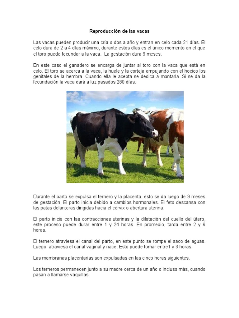 Reproducción de Las Vacas | PDF