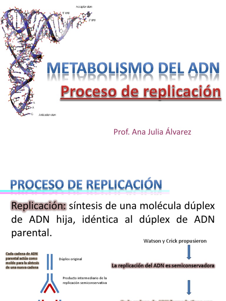 METABOLISMO DE ADN Y ARN Clase 3 Unidad VIII PDF | PDF | Replicación De ...