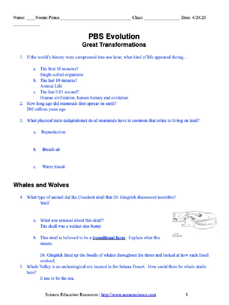 PBS Evolution Great Transformations | PDF