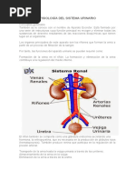Cápsula Renal | PDF | Riñón | Órgano (anatomía)
