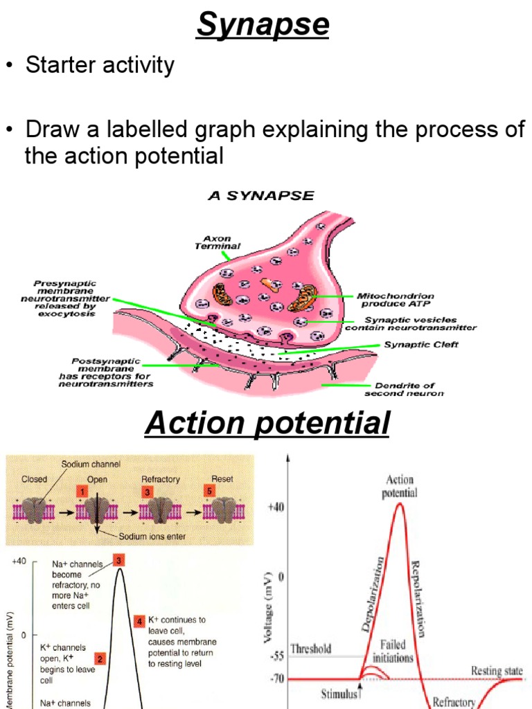 Synapse 1214834359710231 8 PDF | Download Free PDF | Chemical Synapse | Neurotransmitter