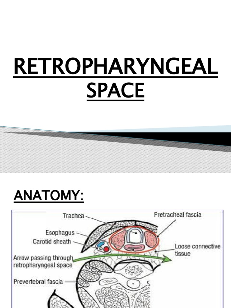 Retropharyngeal Space. | PDF