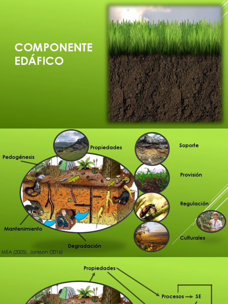 1 Componente Edáfico 1 2020 PDF | PDF | Suelo | Organismos