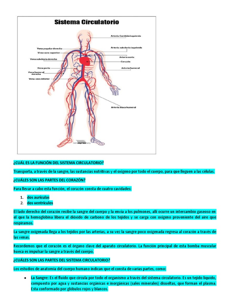 Cuál Es La Función Del Sistema Circulatorio Pdf Sistema