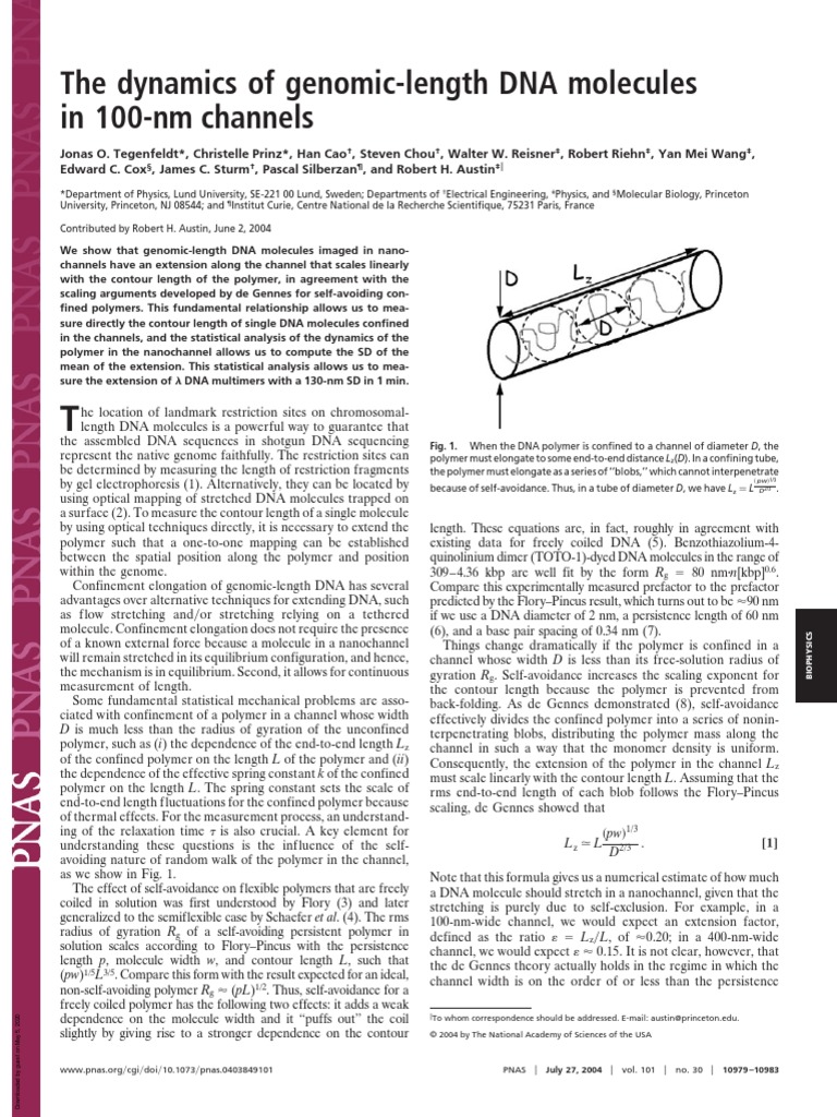 PNAS Cover Paper 2004 10979.full | PDF | Polymers | Gel Electrophoresis