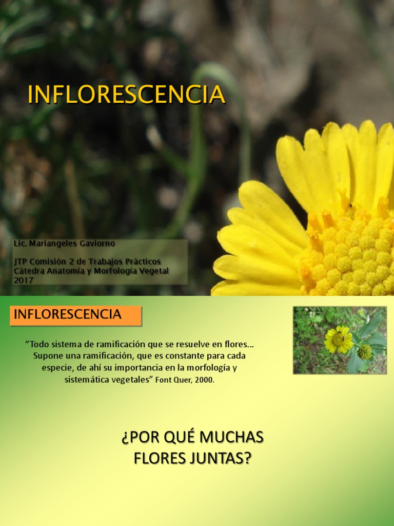 Inflorescencia - 2017 Final | PDF | Reproducción de plantas | Flores