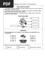 Guía N°3 Partes y Necesidades de Una Planta Ciencias Naturales Tercero ...