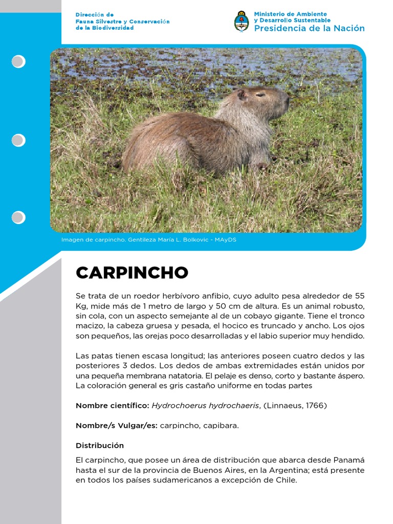 Características del Carpincho para Niños | PDF | Organismos | Conservación