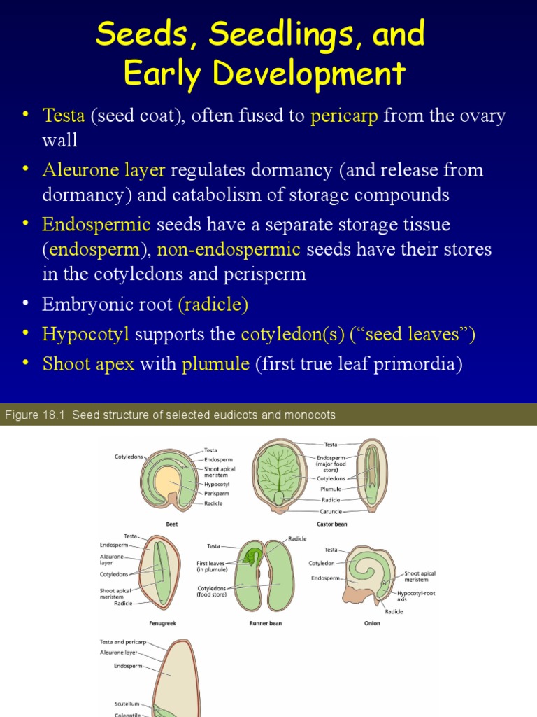Lecture Seed Dormancy & Germination | PDF | Auxin | Seed
