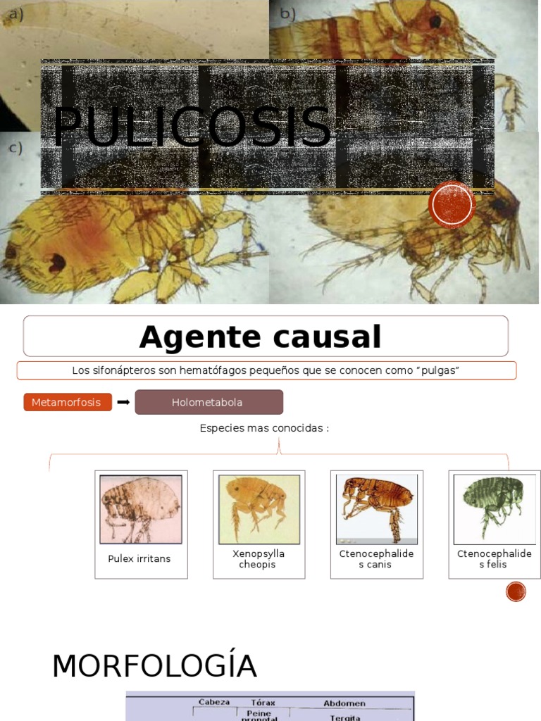 Pulicosis | PDF | Animales y humanos | Medicina Veterinaria