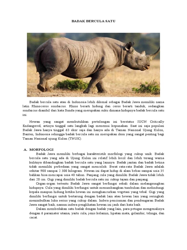 Badak Bercula Satu