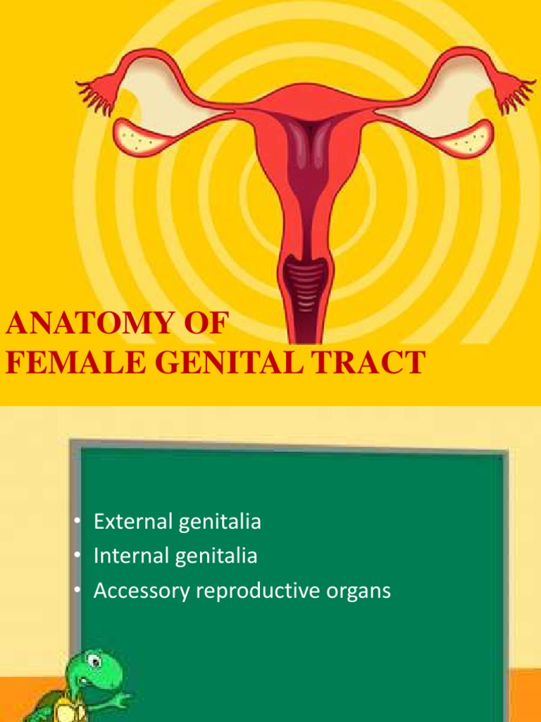 Anatomy of Female Genital Tract | PDF | Uterus | Ovary