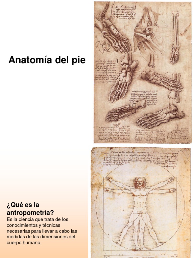 Anatomía del Pie Humano y sus Partes | PDF | Pie | Cuerpo humano