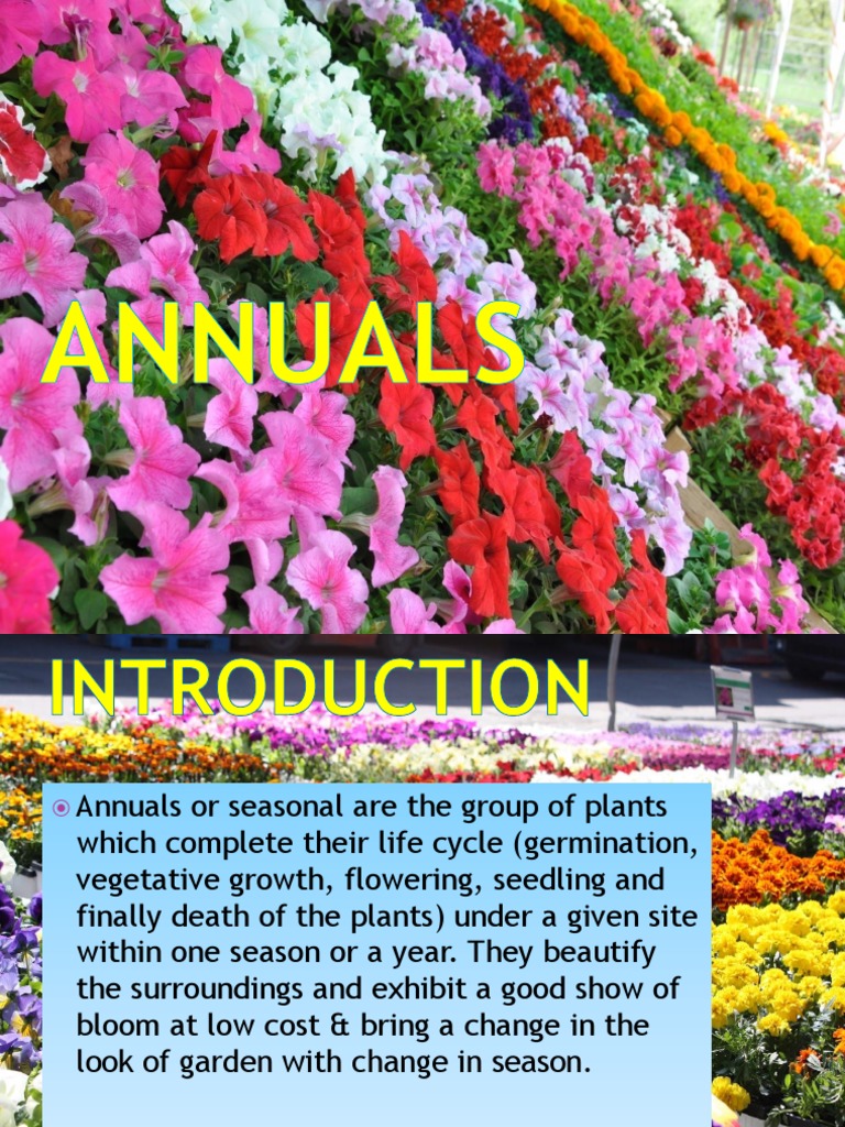 Annuals Flower | PDF | Garden Plants | Plants