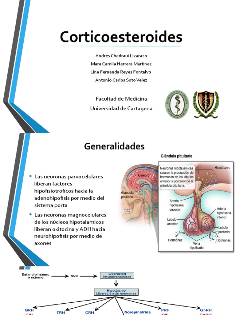 Corticoides | PDF | Glucocorticoides | Hormona adrenocorticotrópica