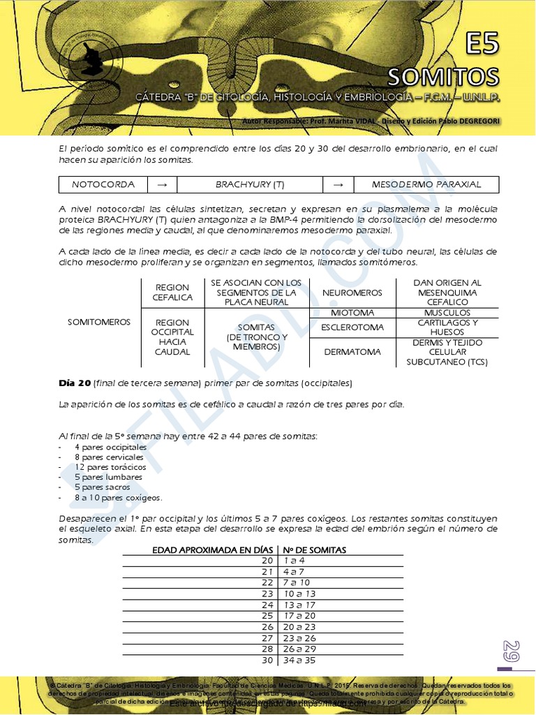 E5 - Somitos | PDF | Biología del desarrollo | Anatomía