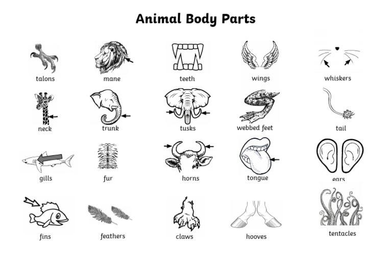Animal Body Parts Word Mat | PDF | Language Arts & Discipline | Foreign ...
