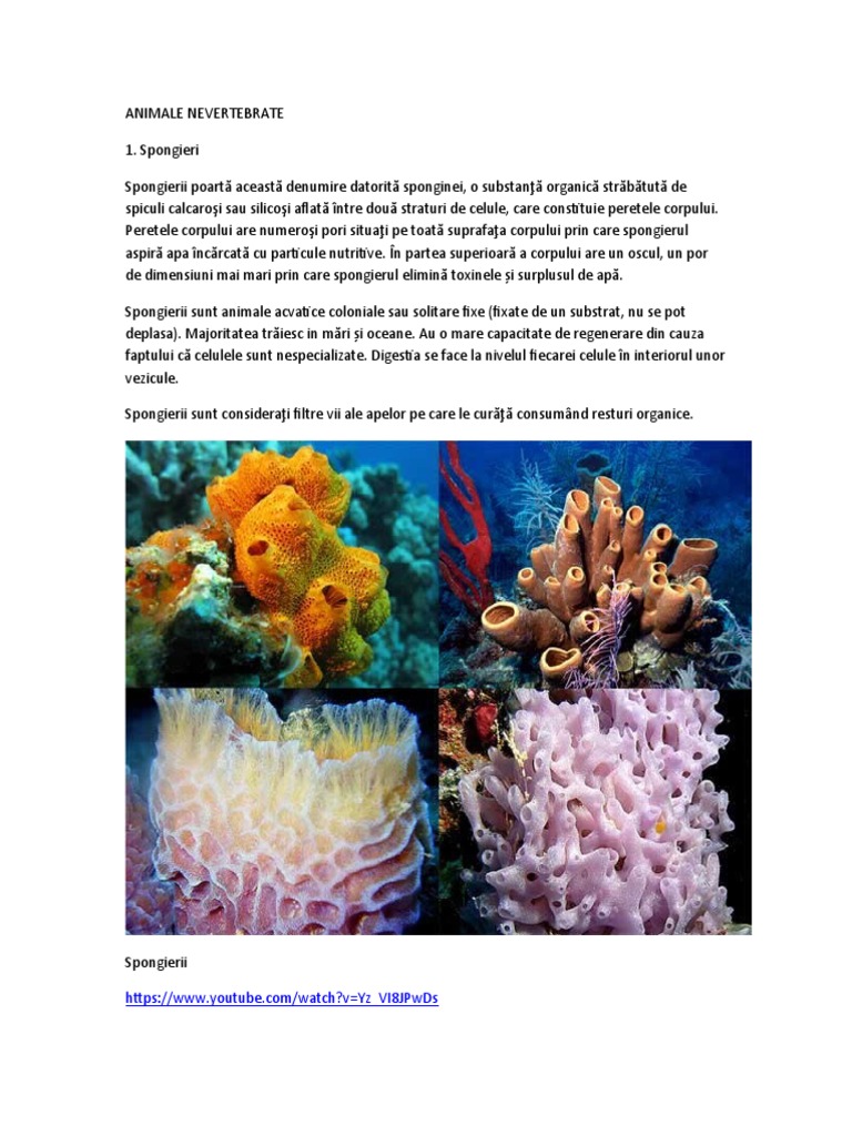 Clasa A V A - Spongieri Si Celenterate | PDF