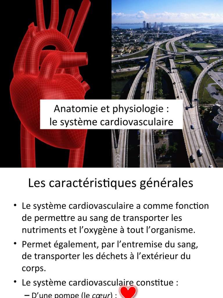 Anatomie Et Physiologie Du Systeme Cardiovasculaire | PDF | Cœur ...