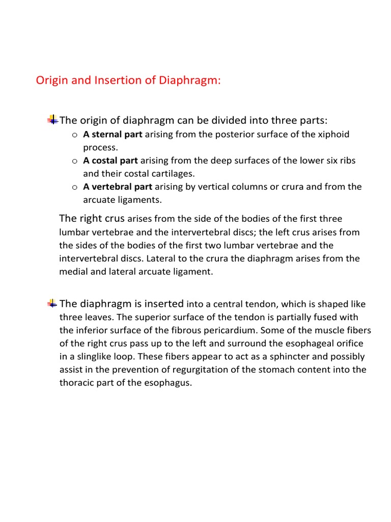 Origin and Insertion of Diaphragm | PDF