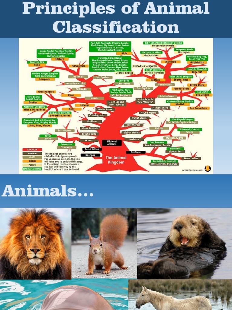 Principles of Animal Classification - 2020 PDF | PDF | Organisms | Anatomy